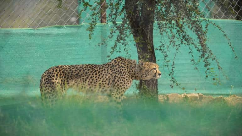 Cheetahs to remain in Kuno, won t be relocated: Union minister ...