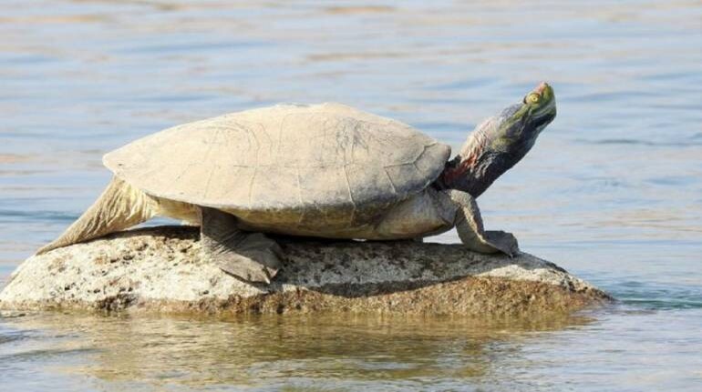 India garners international support to save two endangered freshwater ...