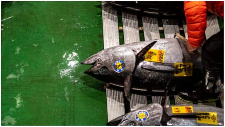 212-kilo fish fetches $270,000 at Japan auction