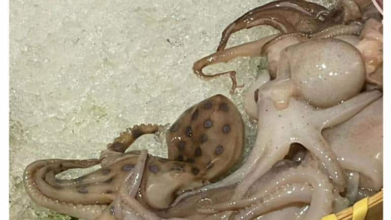Restaurant serves deadly blue-ringed octopus to customer in China