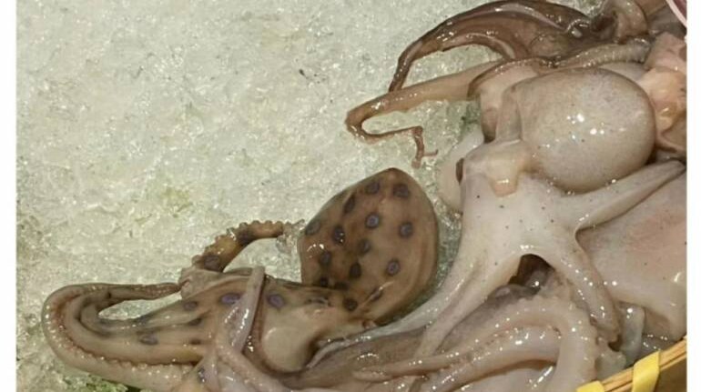 Restaurant serves deadly blue-ringed octopus to customer in China
