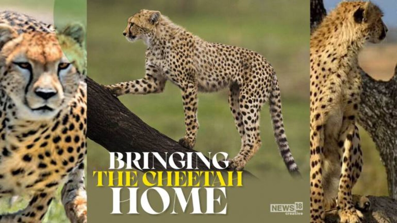 In Pics: All you need to know about India's Cheetah reintroduction ...