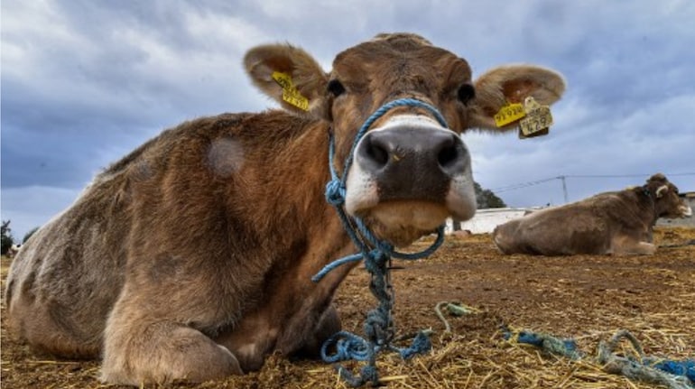 Madras High Court bans cow slaughter across Tamil Nadu, says sacrifice ...