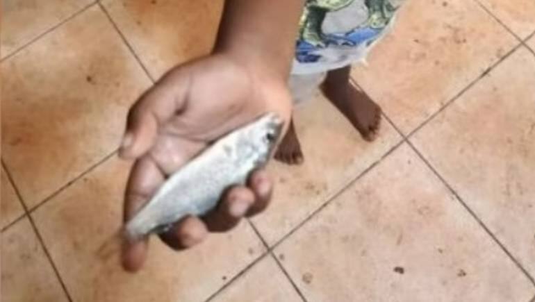 Fish keep falling from the sky in this small Australian town