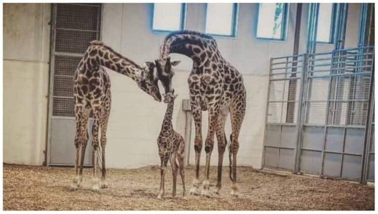 Giraffe dies at US zoo after neck gets fractured: 'Unprecedented ...