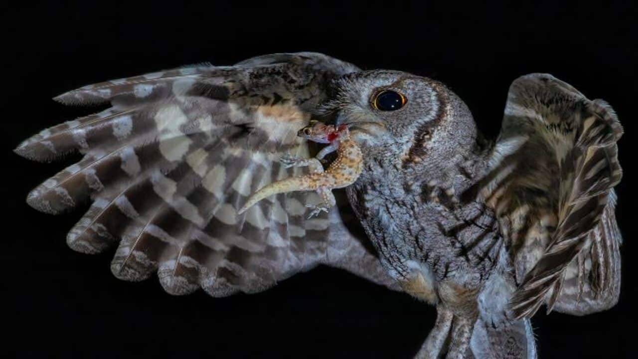 Indian-origin photographer wins top National Geographic prize. See his ...