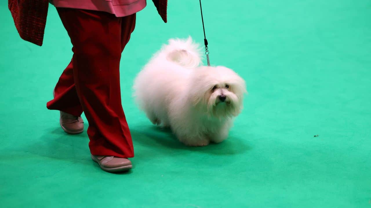 In Pics: Top dogs compete at Britain's Crufts Dog Show 2023 ...