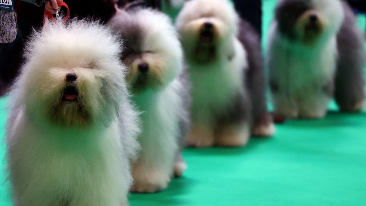 In Pics: Top dogs compete at Britain's Crufts Dog Show 2023 ...