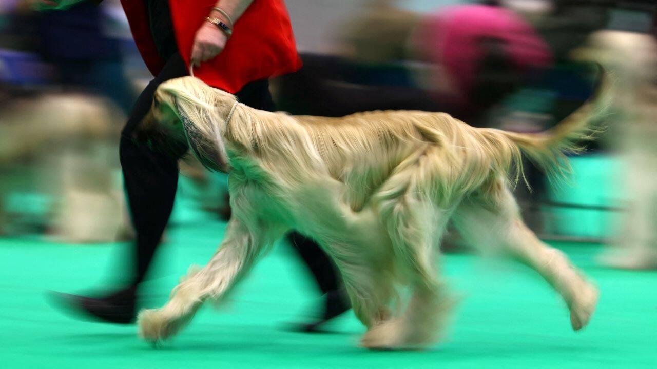 In Pics: Top dogs compete at Britain's Crufts Dog Show 2023