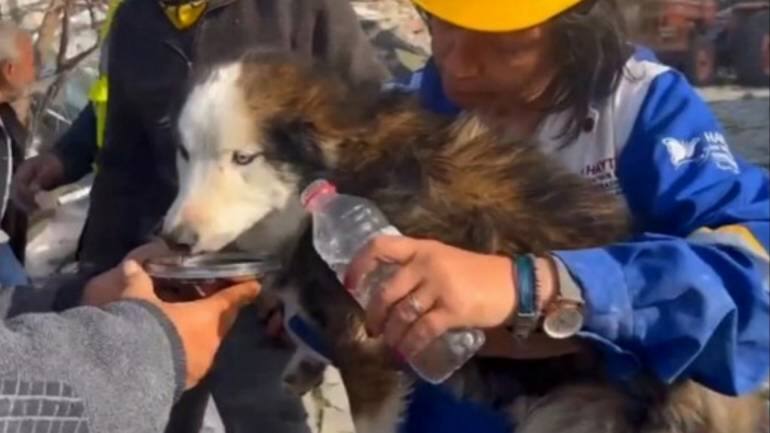 Turkish rescuers save dog that spent three weeks under rubble after ...