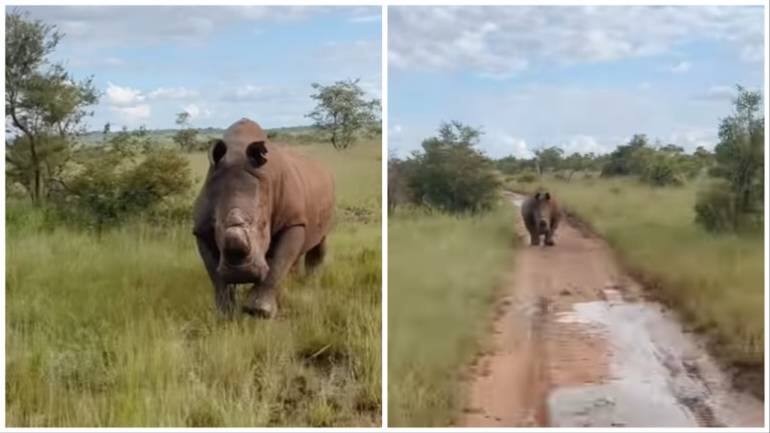 Rhino chases safari vehicle, leaves riders petrified Watch