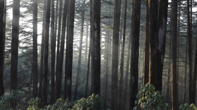 Weekend getaway destination: Why Kanatal must be on top of your must ...