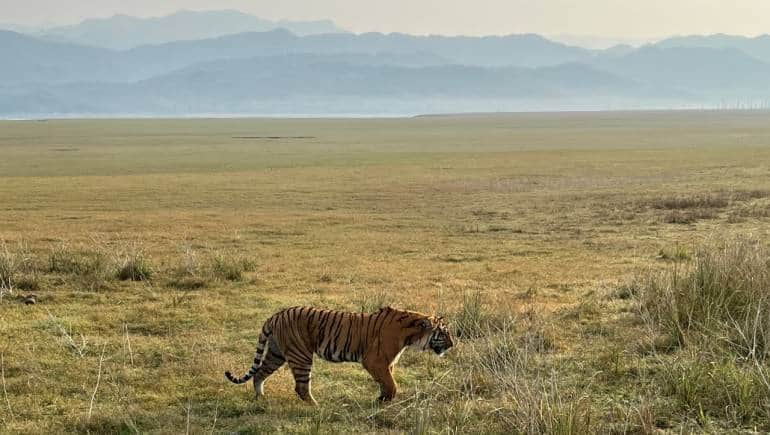 50 years of Project Tiger: Spotting tigers on a jeep safari inside ...