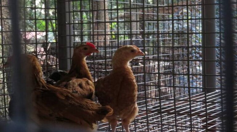 Bird flu taking toll on industry in US as 1.35 million chickens being ...