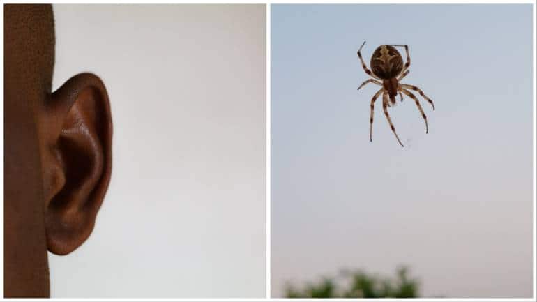 Woman complains of 'buzzing' noise in ear, doctors find spiders inside