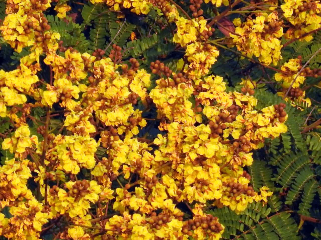 April 2023: From Jacaranda to Pink Poui, India's Garden City is in bloom