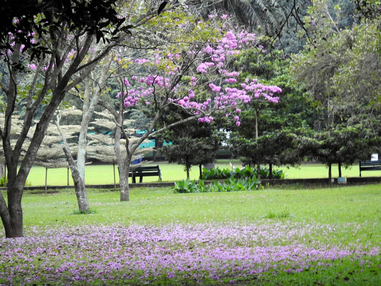 April 2023: From Jacaranda to Pink Poui, India's Garden City is in bloom