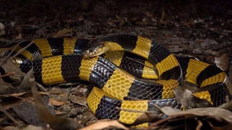 Evolutionary lineages of banded krait snake discovered through ...