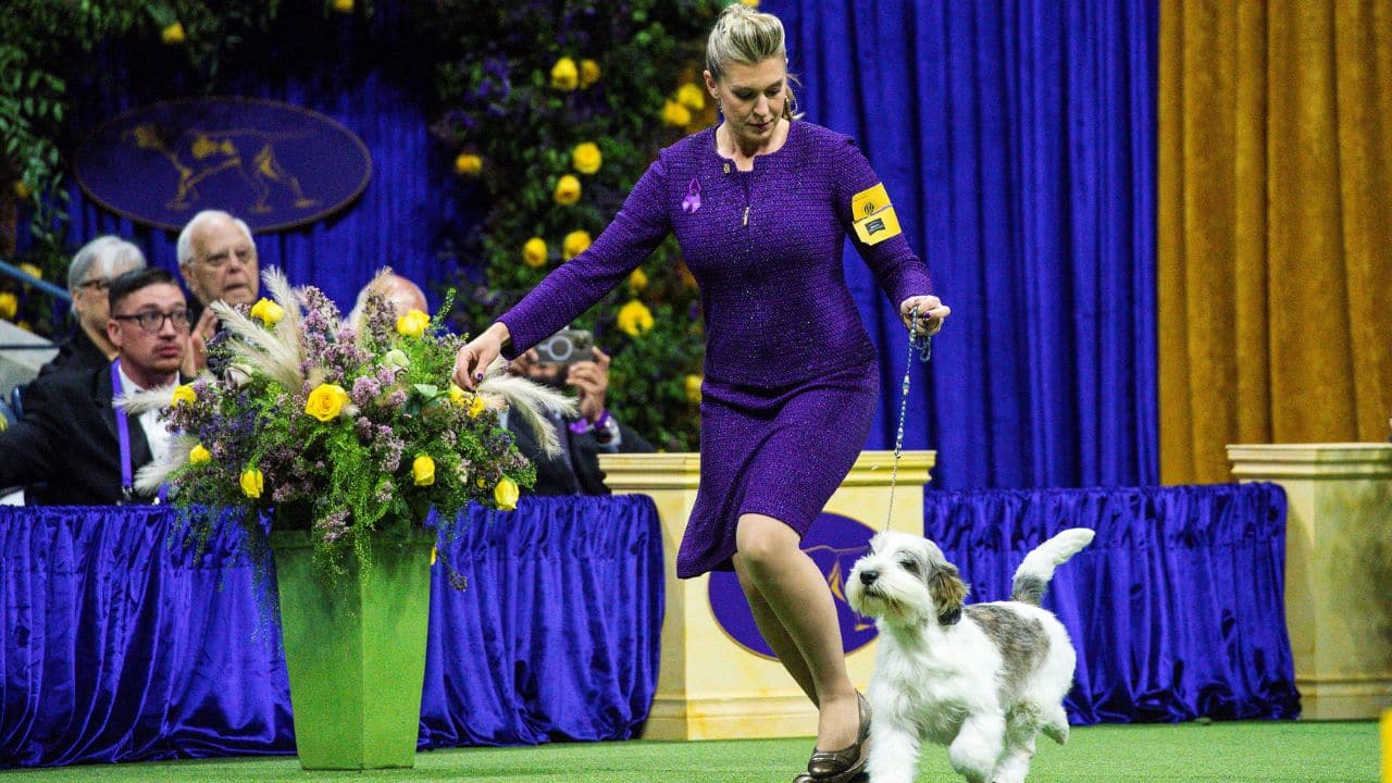 In pictures: Buddy Holly wins best in show at the Westminster Dog Show ...