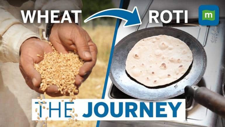 How Farmers In India Harvest Wheat | Tracking The Journey of Wheat From ...