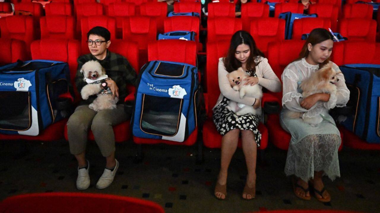 In pics: Paws and popcorn — Thai cinema goes pet-friendly