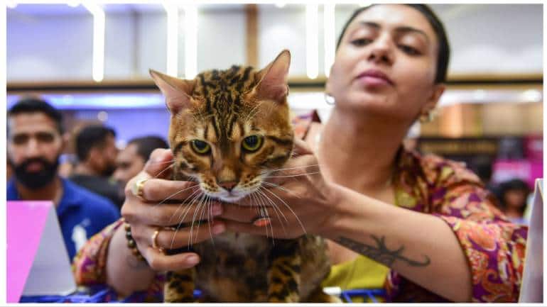 'Cat pain detector' app uses AI to tell you if your pet is in pain