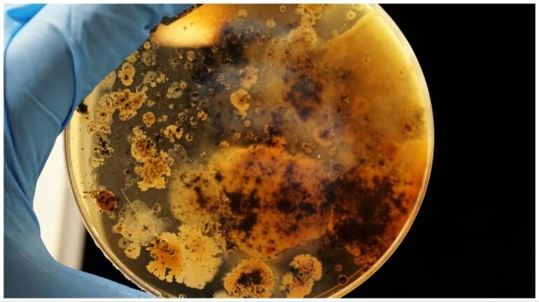 Deadly bacteria with 50 per cent fatality rate identified in US Gulf Coast