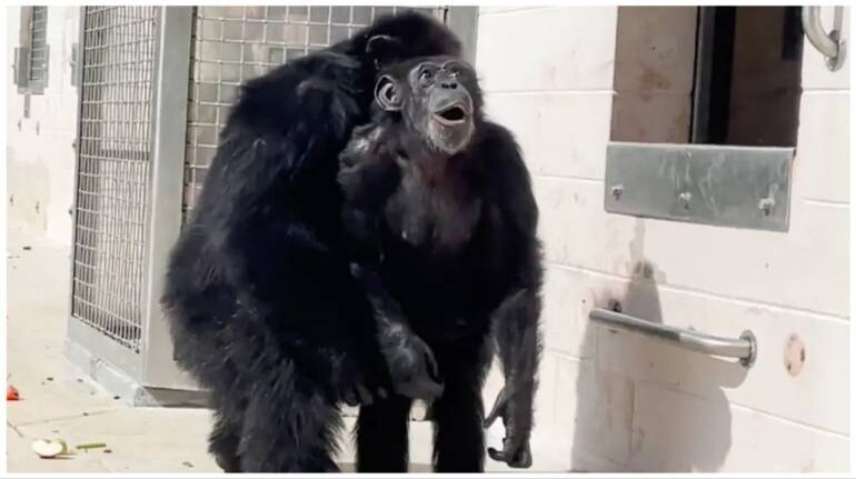 Watch the moment when chimpanzee, caged for life, sees sky for first time