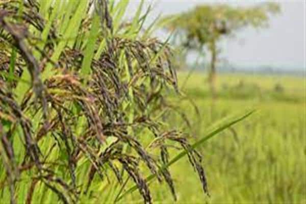 Kashmir farmers profit from the revival of Mushk Budij, aromatic rice ...
