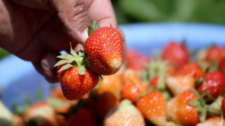 8-year-old boy dies after eating strawberries at school fundraiser ...