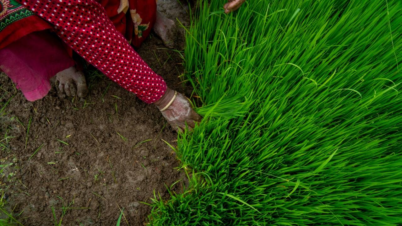 Farmers in Nepal celebrate rice planting day with special feasts and ...