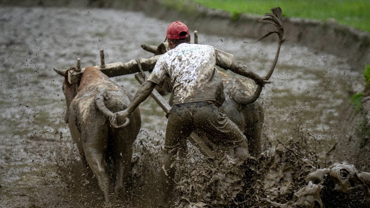 Farmers in Nepal celebrate rice planting day with special feasts and ...