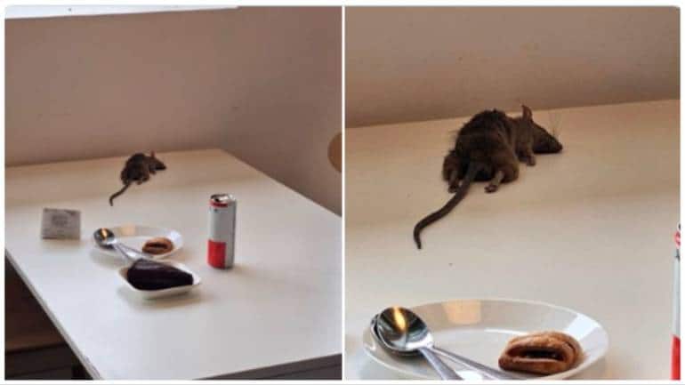 Dead rat on food table at IKEA Bengaluru: Swedish chain apologises ...