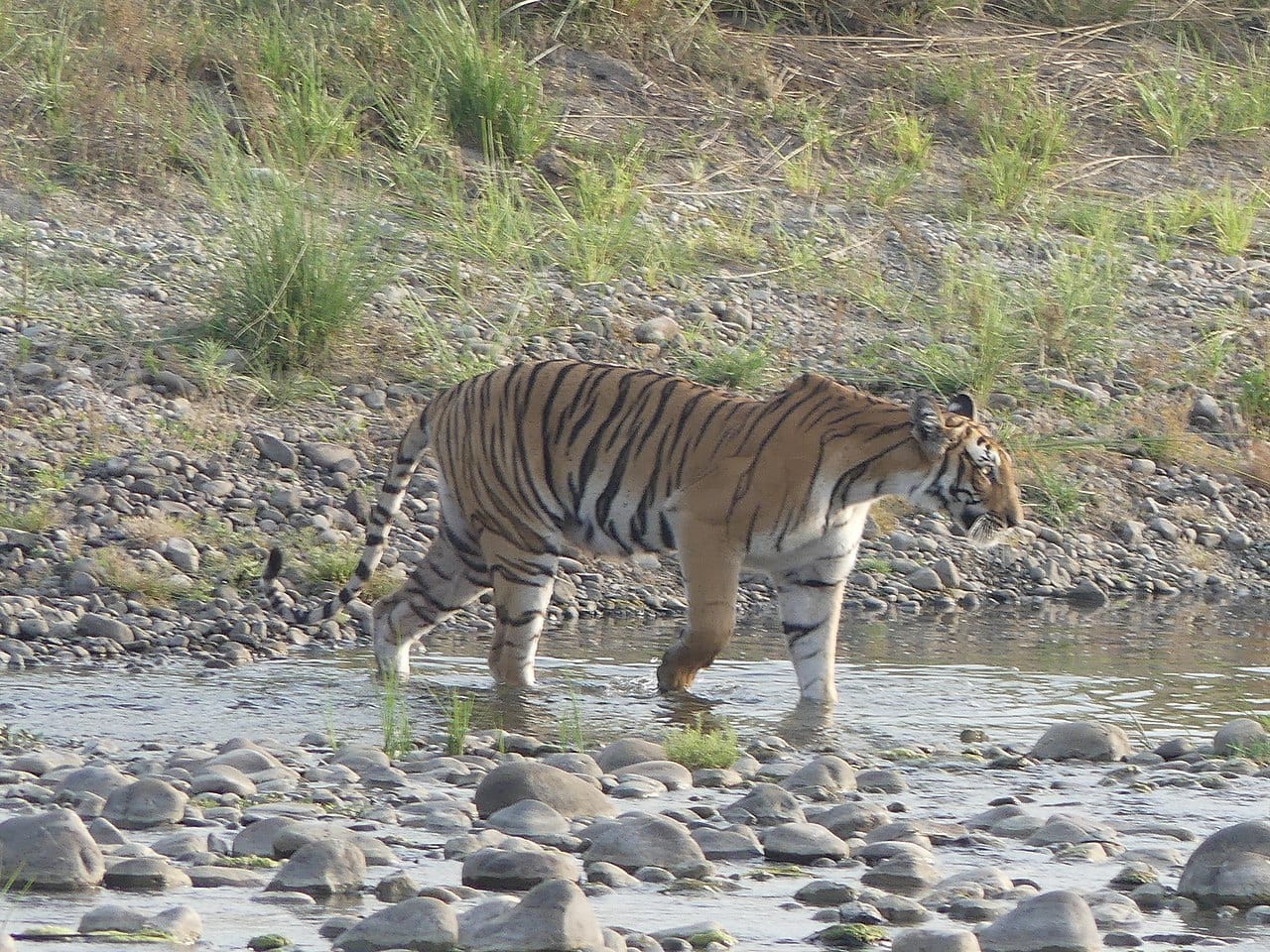 Global Tiger Day 2023: 10 most famous tigers and tigresses of India