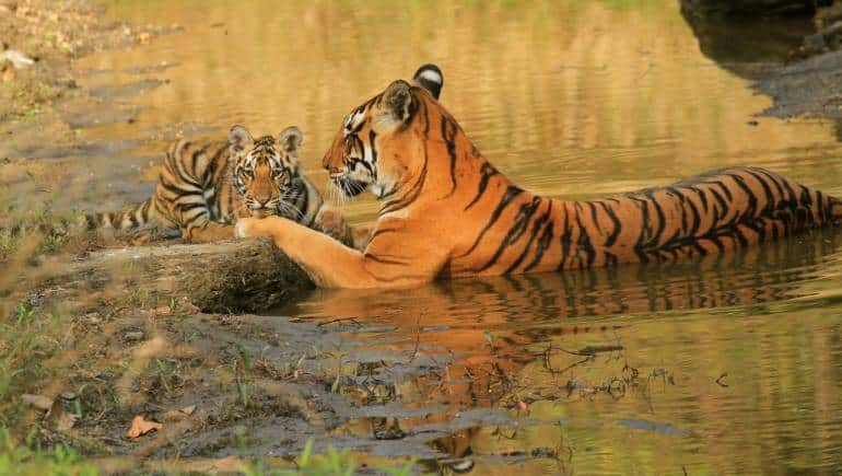 International Tiger Day 2023: 'Several tiger reserves are nearing ...