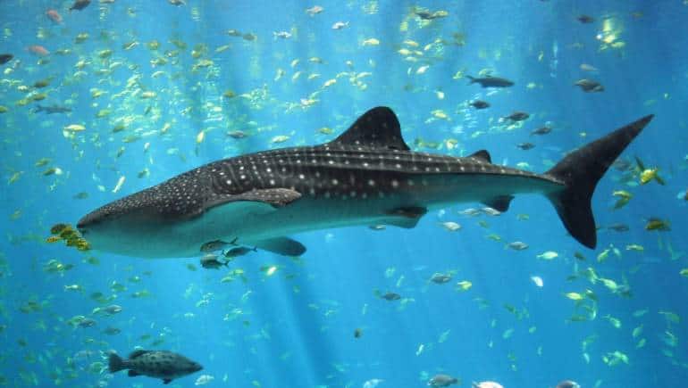 Indian sharks: Why India must prioritize shark awareness to enable ...