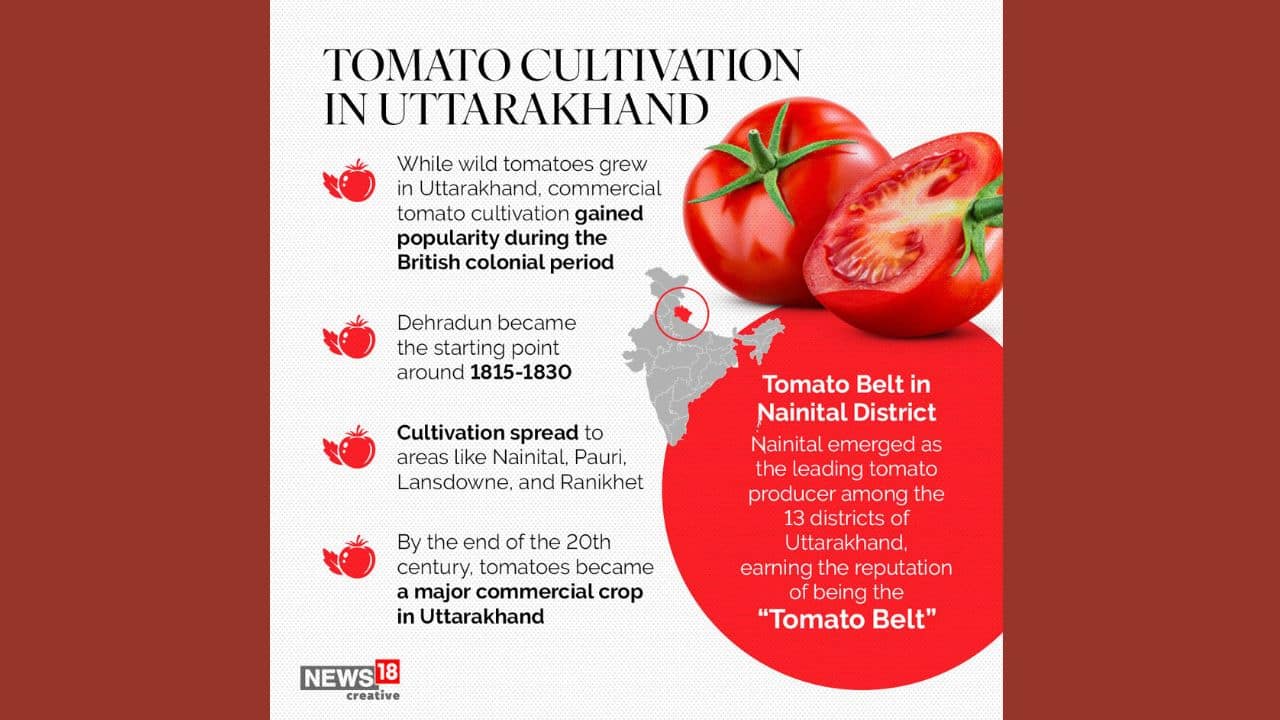 In Pics: The Tomato story - A visual tale of its journey | Moneycontrol ...