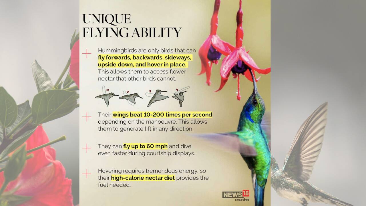 Discovering the Fascinating World of Hummingbirds: 7 Intriguing Facts