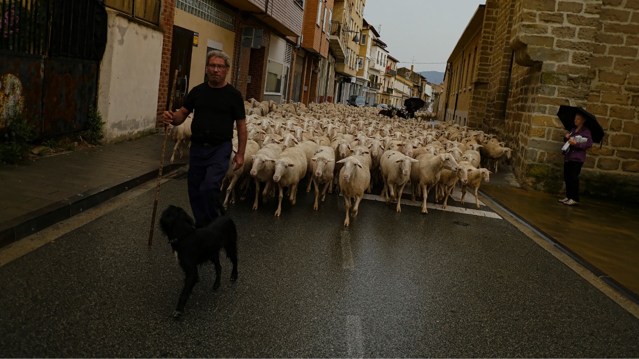 A shepherd keeps up the ancient rite of guiding sheep across northern ...