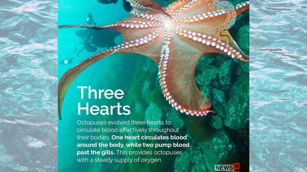 What has blue blood, 3 hearts and 9 brains? | See Pics