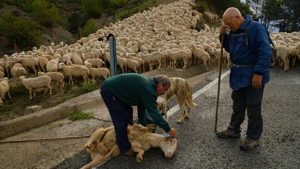 A shepherd keeps up the ancient rite of guiding sheep across northern ...