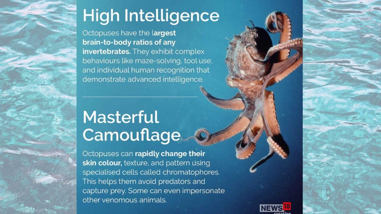 What has blue blood, 3 hearts and 9 brains? | See Pics