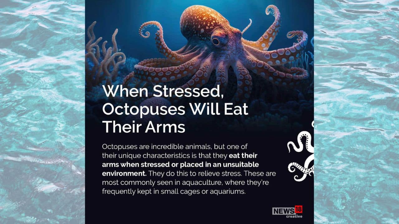 What has blue blood, 3 hearts and 9 brains? | See Pics