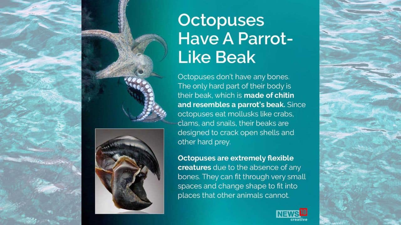 What has blue blood, 3 hearts and 9 brains? | See Pics