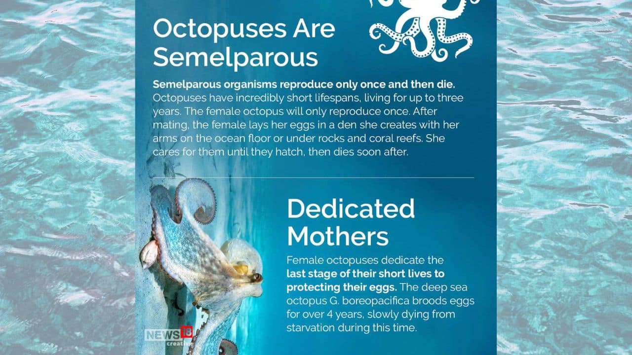 What has blue blood, 3 hearts and 9 brains? | See Pics