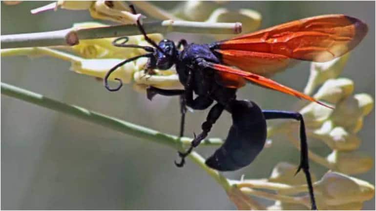 Arizona biologist warns about 'paralysing' sting of tarantula hawk wasp ...