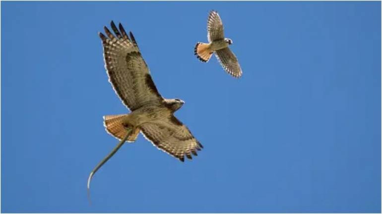 US woman attacked by snake accidentally dropped by a hawk from the sky ...