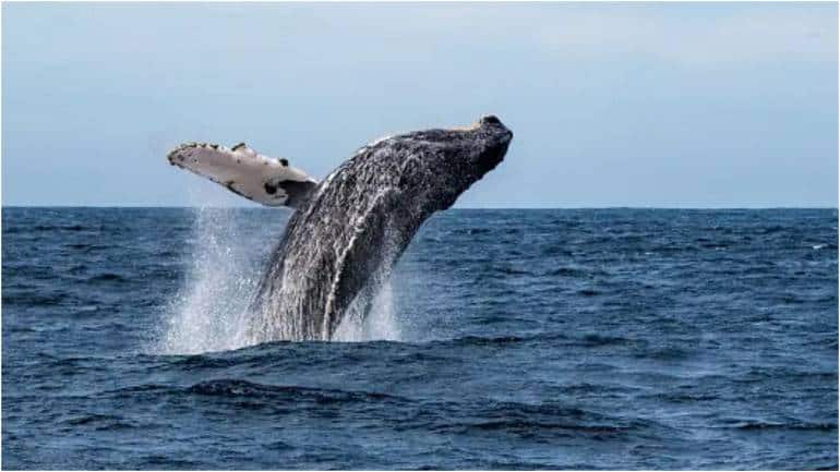 Australian YouTuber captures giant humpback whale doing rare 'headstand ...