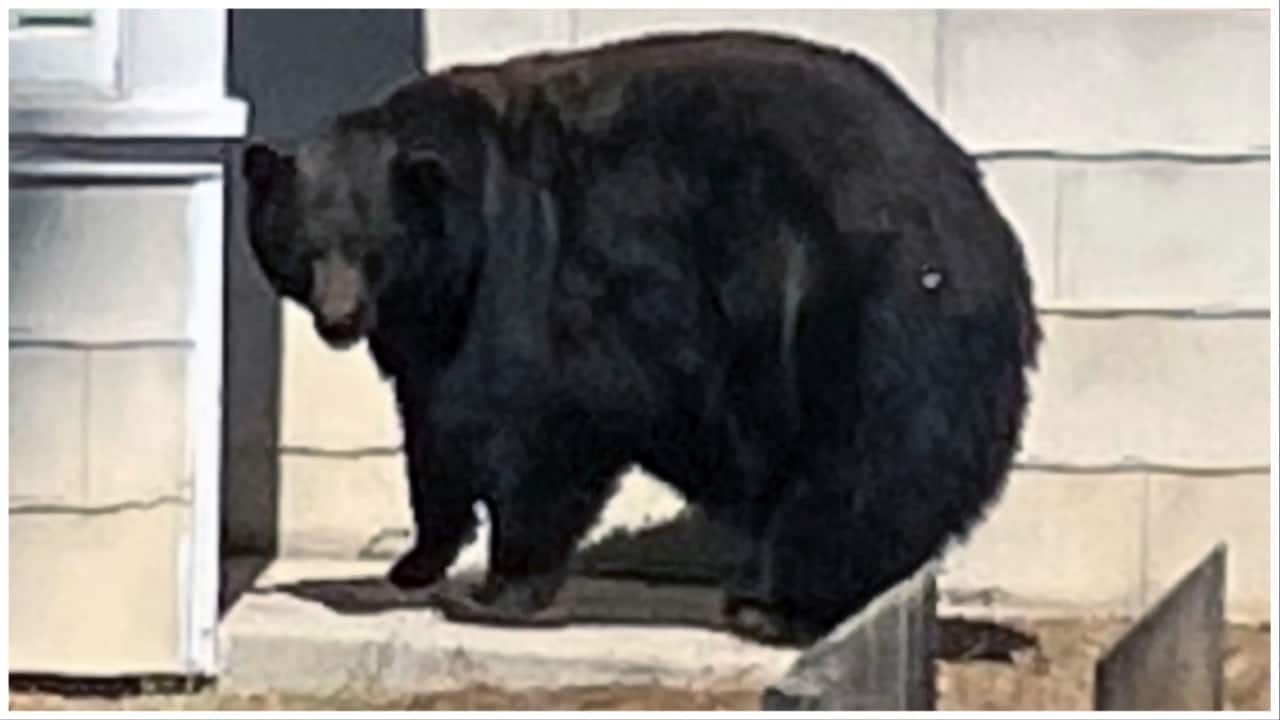 Bear Insurance Fraud: Luxury cars, a bear costume, and Rs 1.2 crore ...