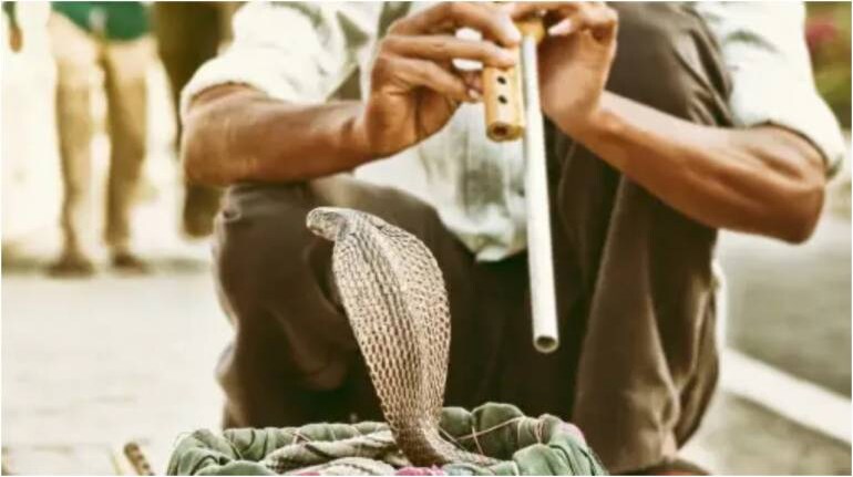 Upset over earnings after performance, 4 snake charmers release snakes ...